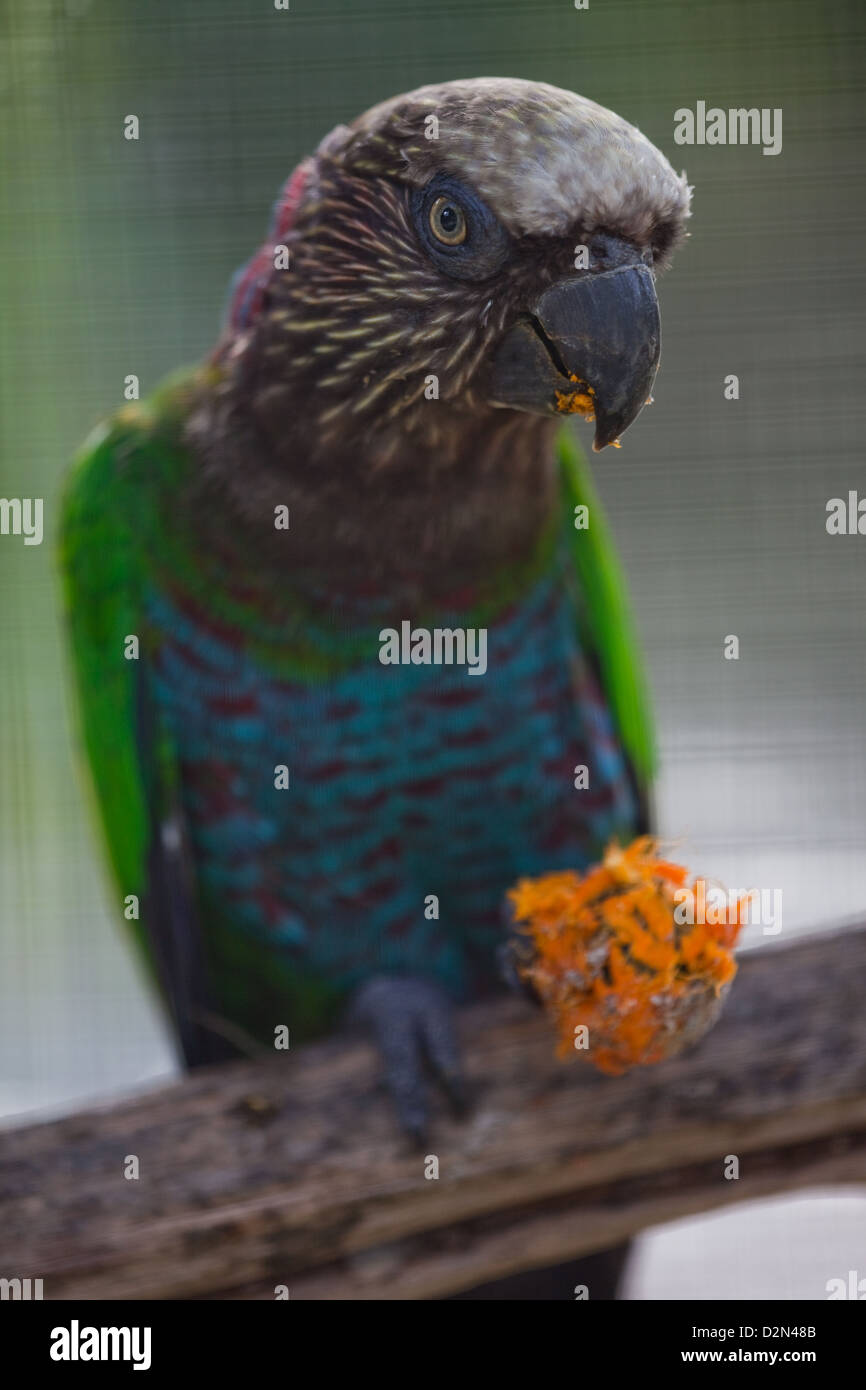 Hawk headed parrot hi-res stock photography and images - Alamy