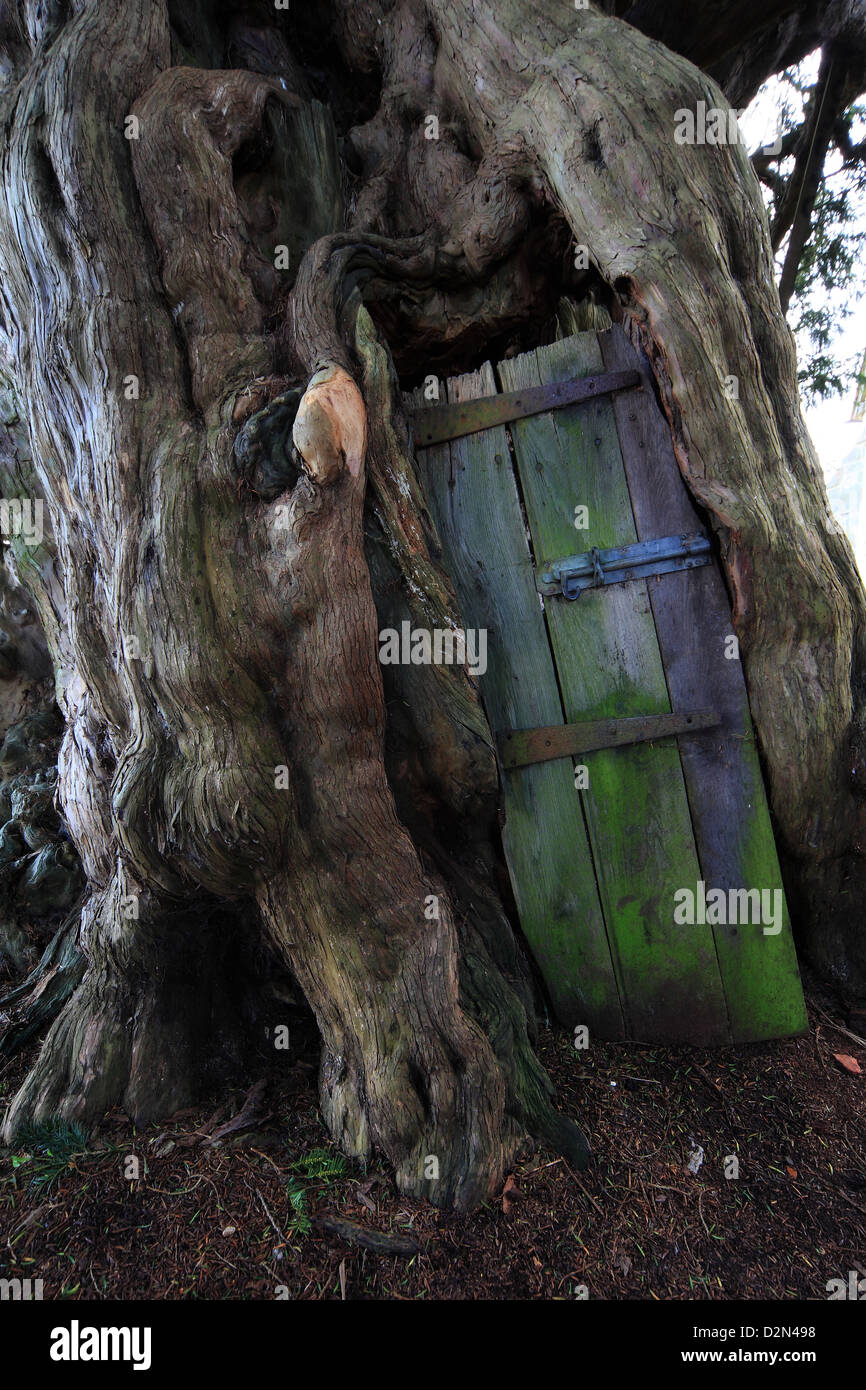Yew tree in St. George's church in Crowhurst, Surrey, England Stock ...