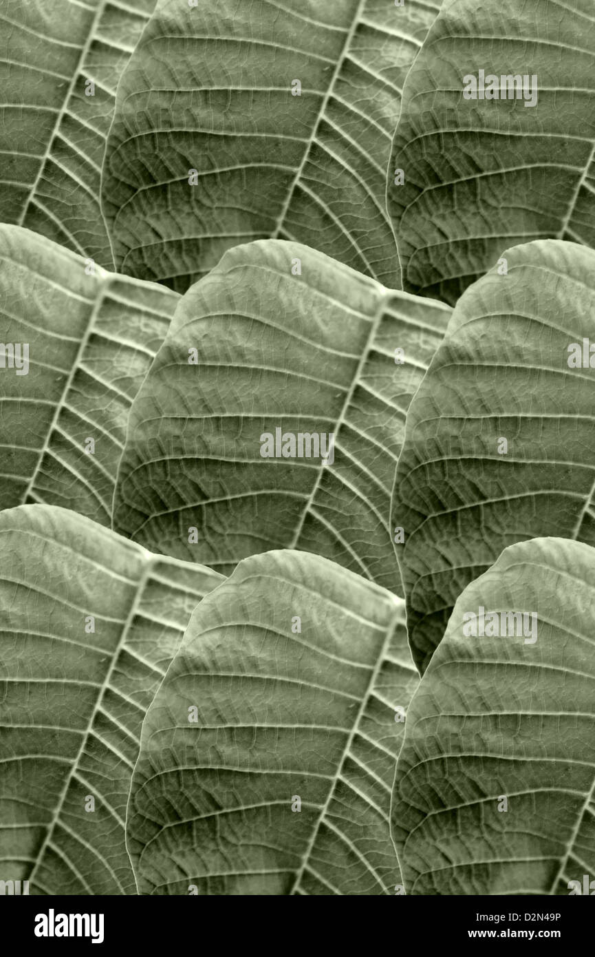 Plant leaf Background Stock Photo - Alamy