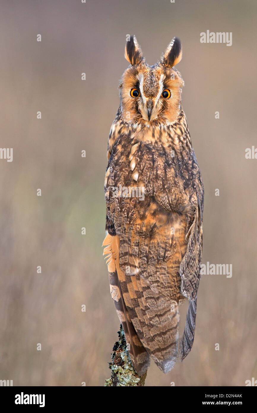 Long eared owl hi-res stock photography and images - Alamy