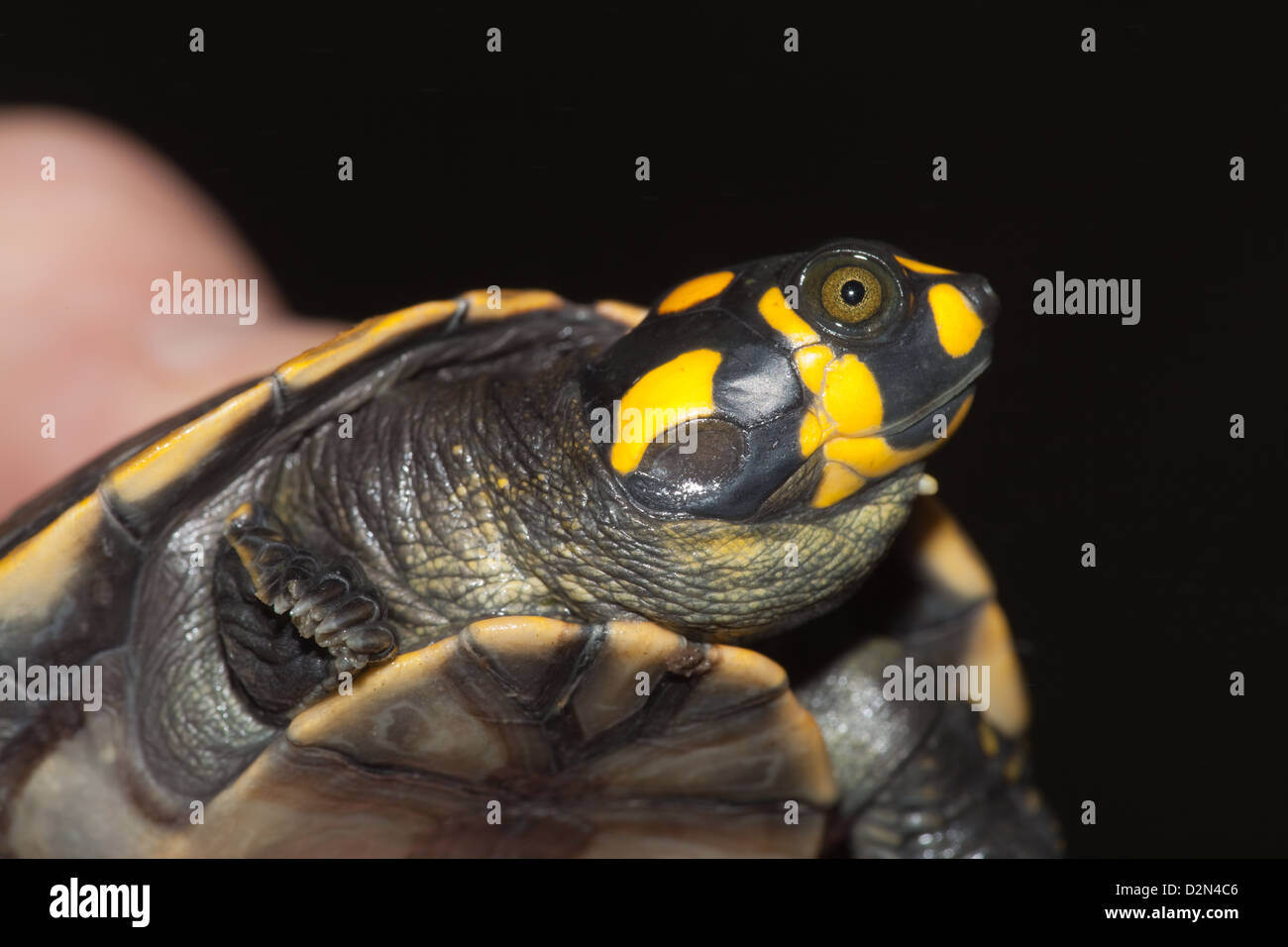 Yellow spotted river turtle hi-res stock photography and images - Alamy