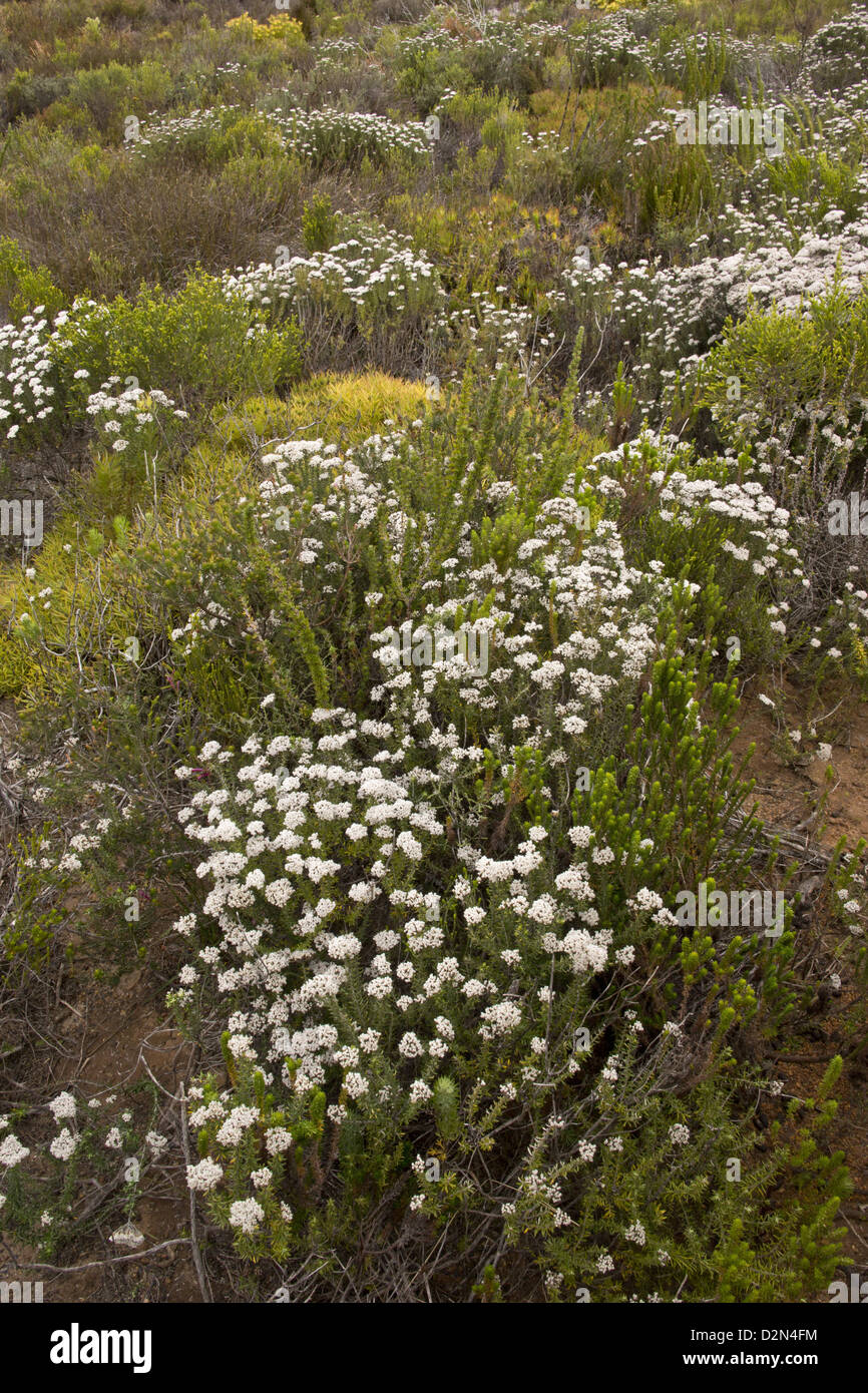 Fynbos flower hi-res stock photography and images - Alamy