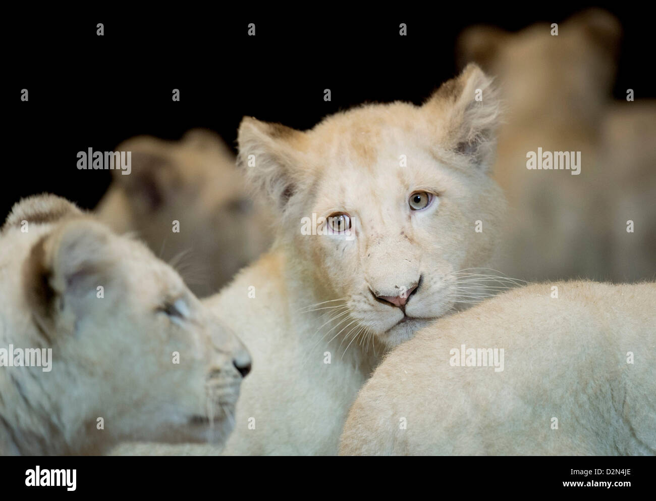 A six month old white lion cubs walk around during the presentation of ...