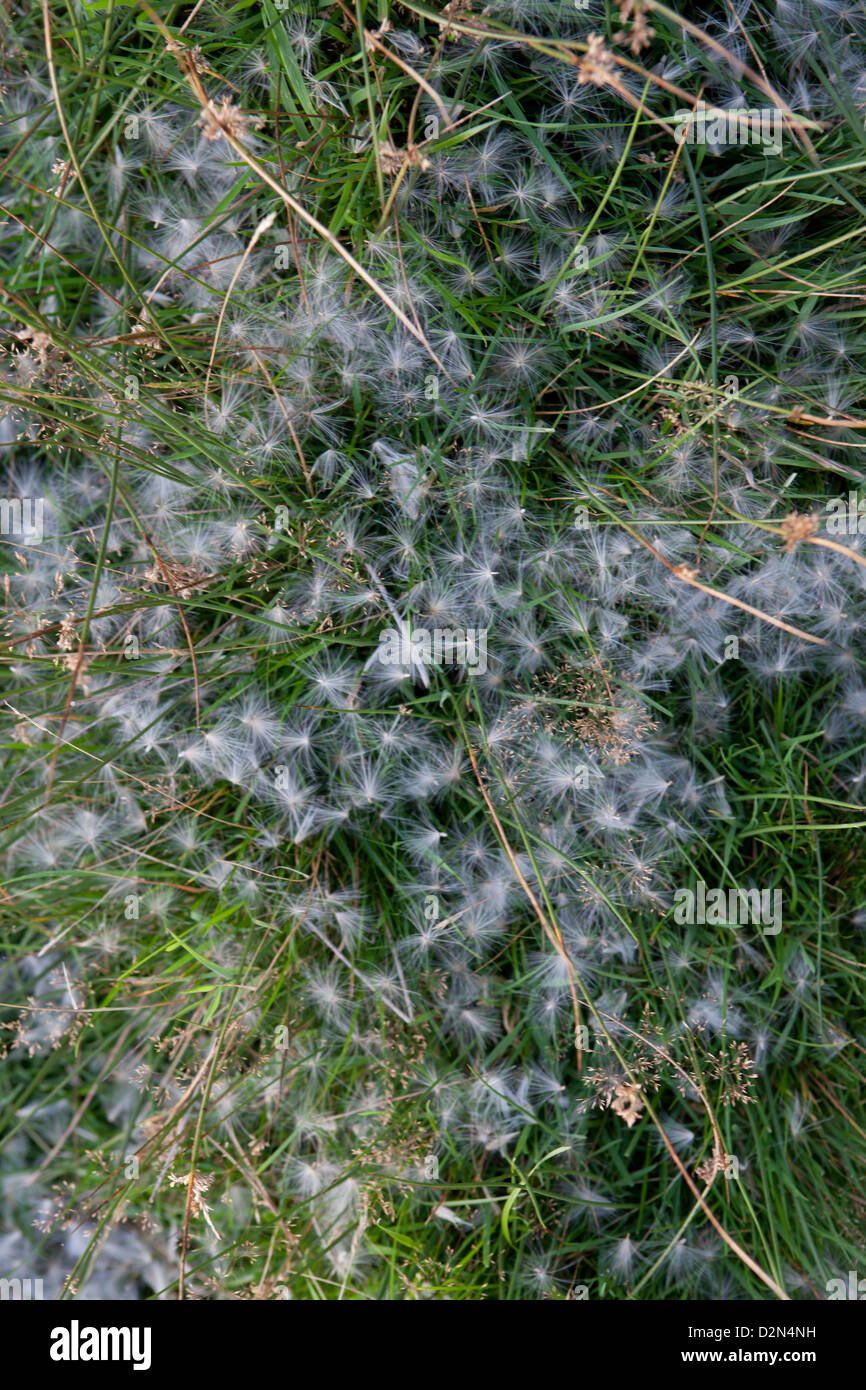 Dandelion seed hi-res stock photography and images - Alamy