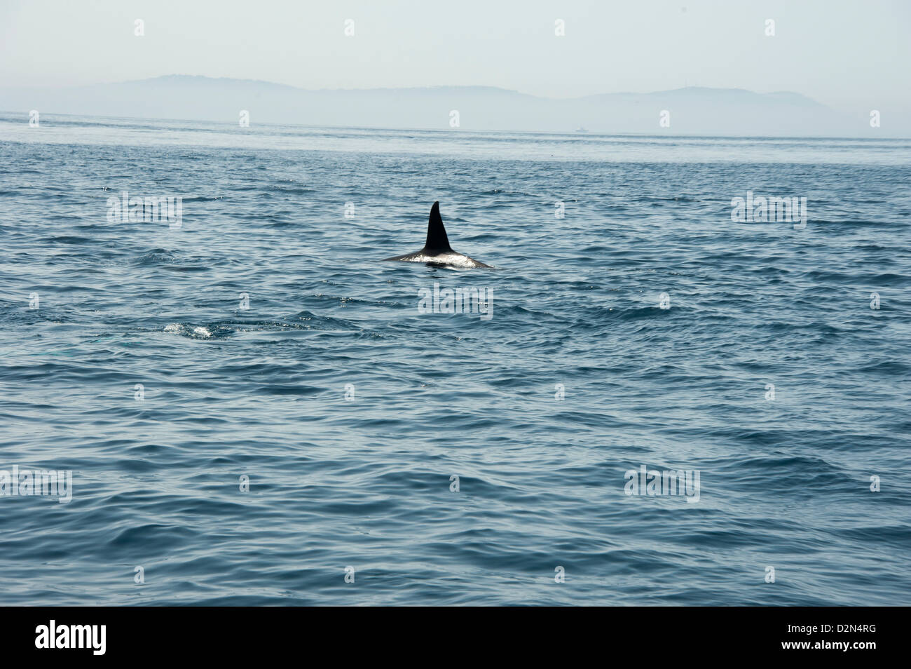 Large male orca in the Straits of Gibraltar, Europe Stock Photo - Alamy