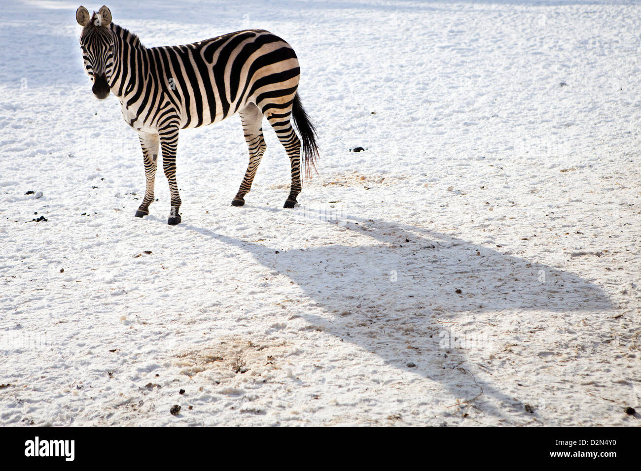 Zebra stripes snow hi-res stock photography and images - Alamy
