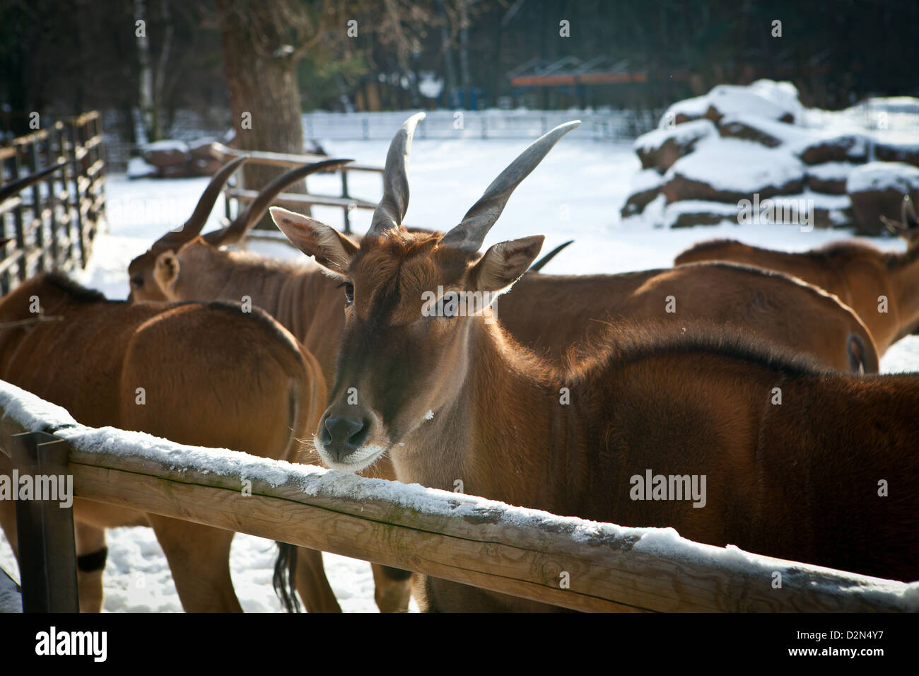Antelopes zoo hi-res stock photography and images - Alamy