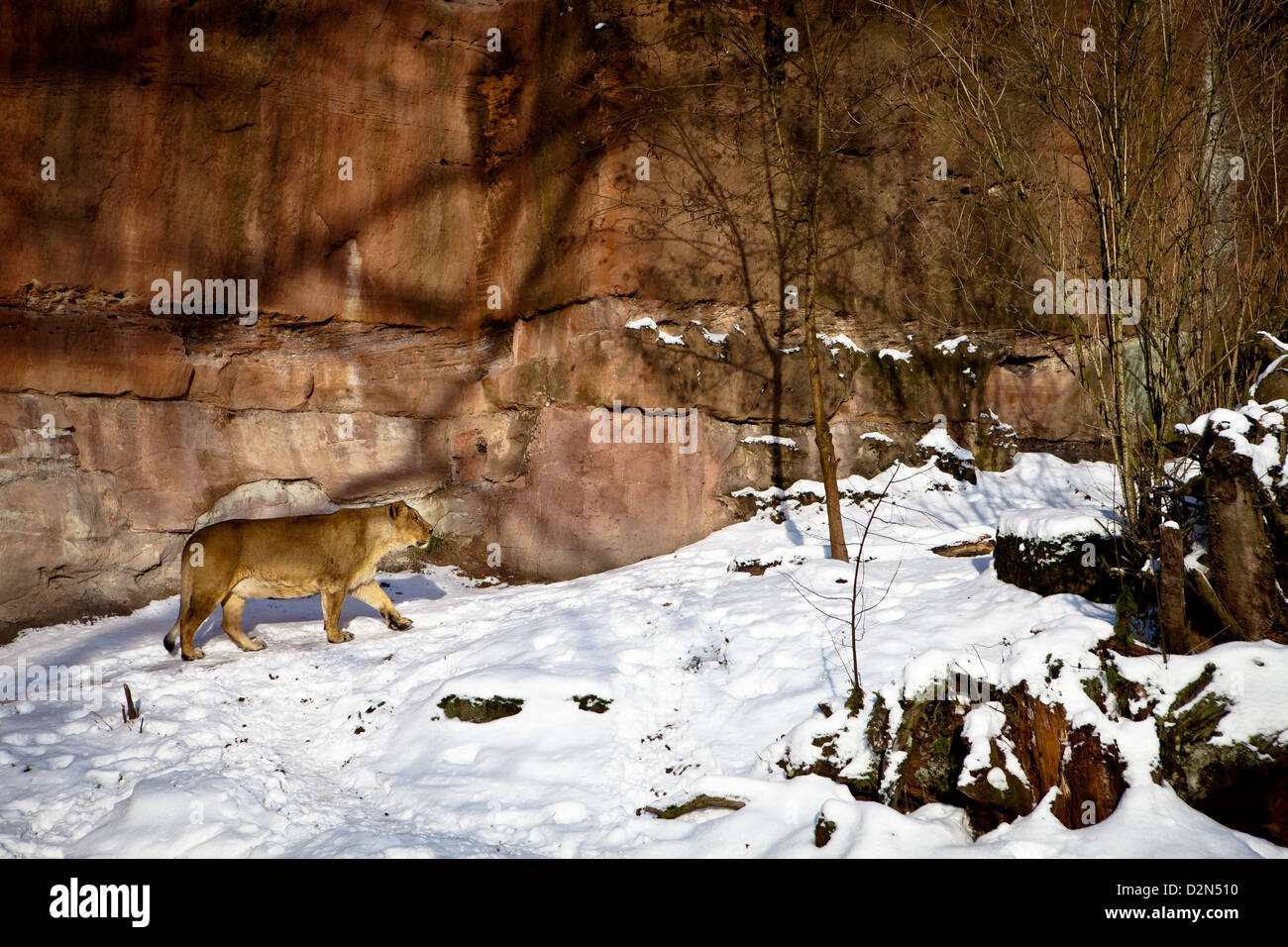 Lion Enclosure, Nuremberg Zoo, Bavaria, Germany Stock Photo - Alamy