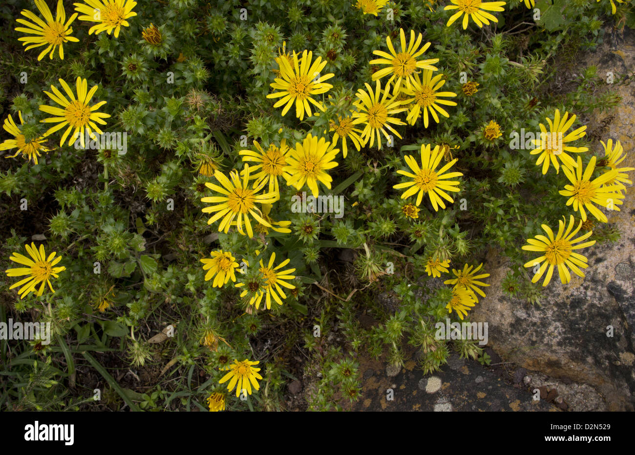 A shrubby spiny daisy, Osteospermum spinosum, Cape, South Africa Stock ...