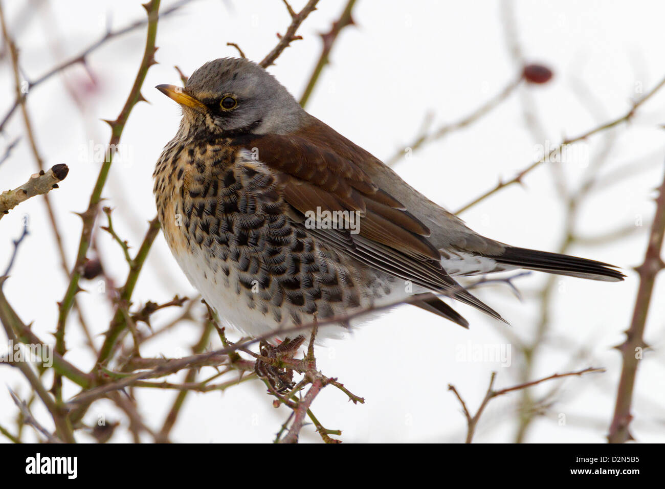 Fieldfare turdus pilaris turdidae hi-res stock photography and images ...