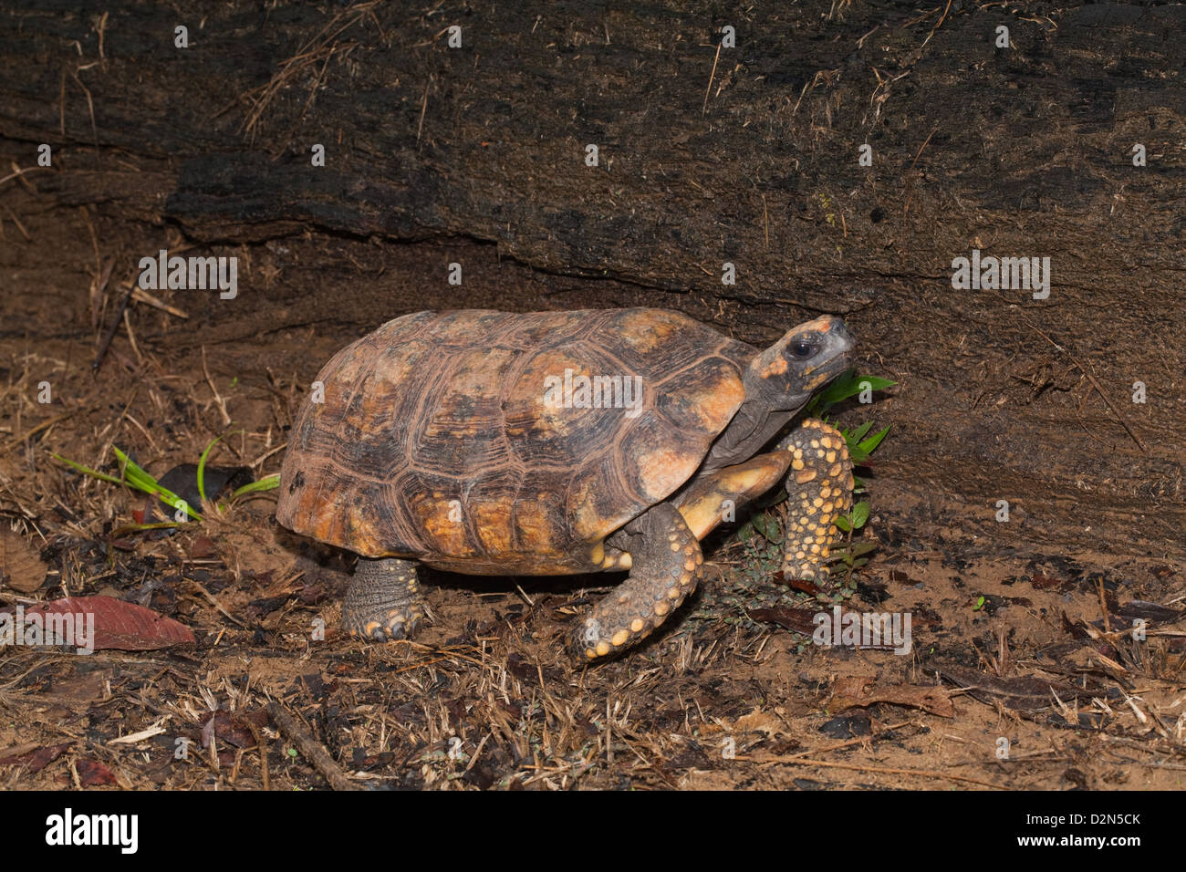 Brazilian tortoise hi-res stock photography and images - Alamy