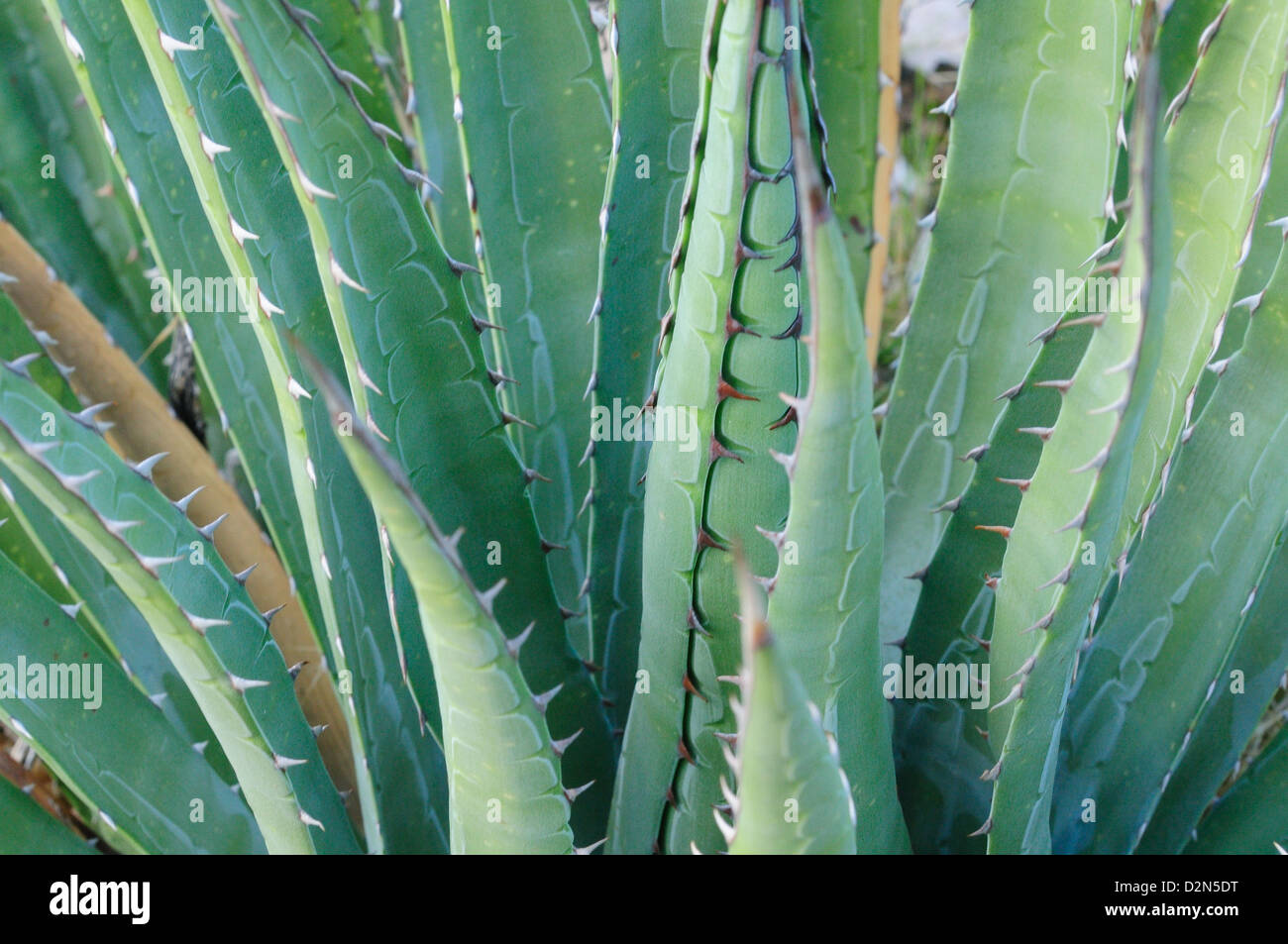 Agave on the Bright Angel trail, Colorado, United States of America ...