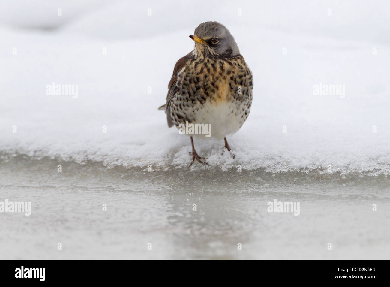 Fieldfare turdus pilaris turdidae hi-res stock photography and images ...