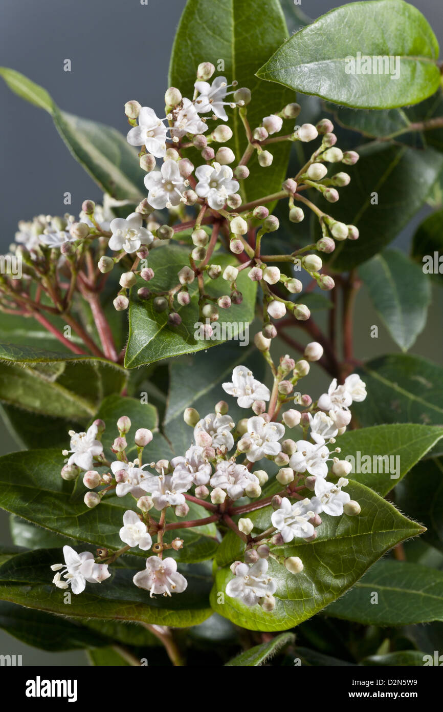 Laurustinus (Viburnum tinus) an evergreen winter-flowering shrub in ...