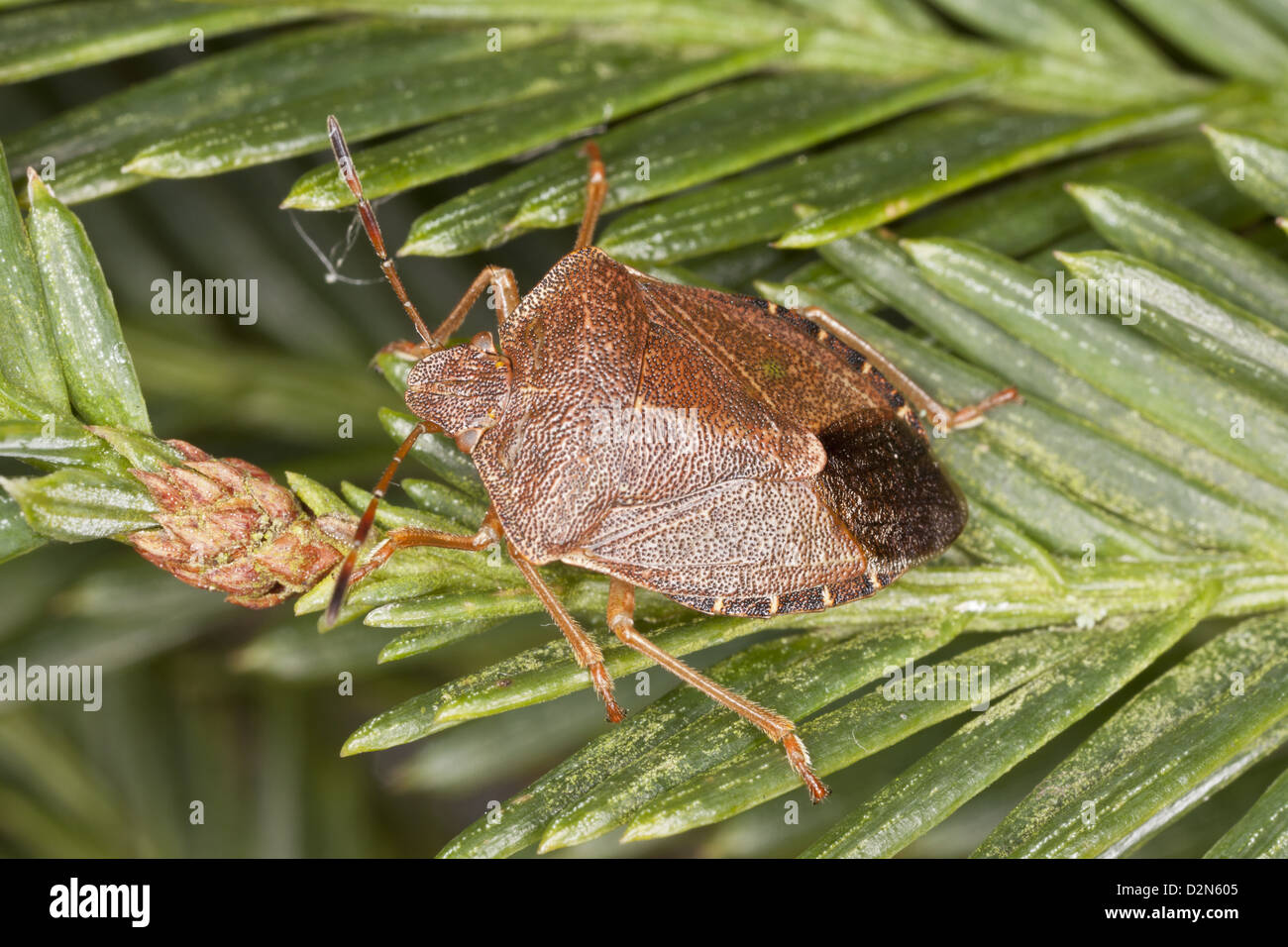 Common Green Shield bug (Palomena prasina) in its brown pre-hibernation ...