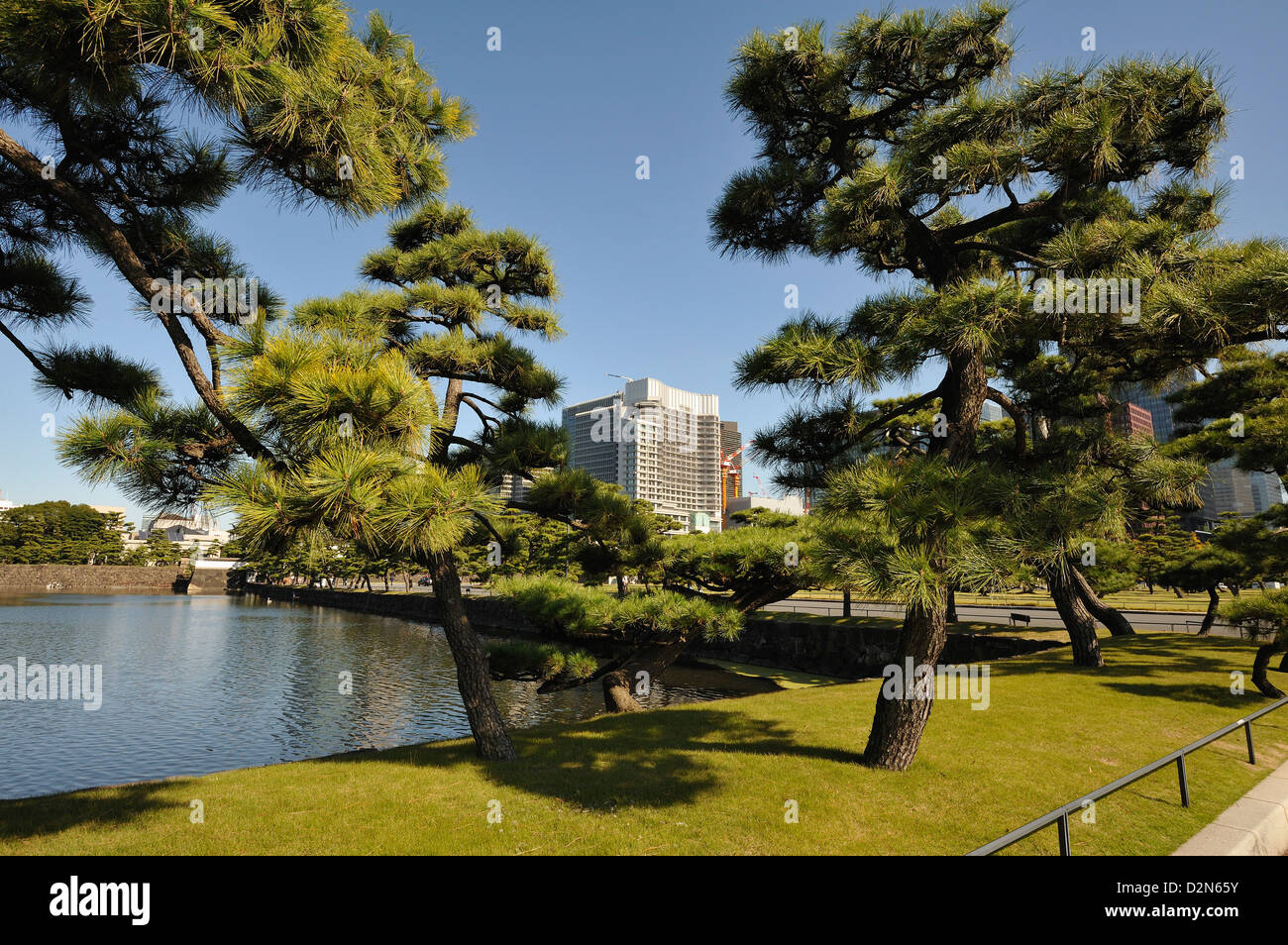 Hibiya Park with pine-trees and modern office blocks behind, Tokyo ...