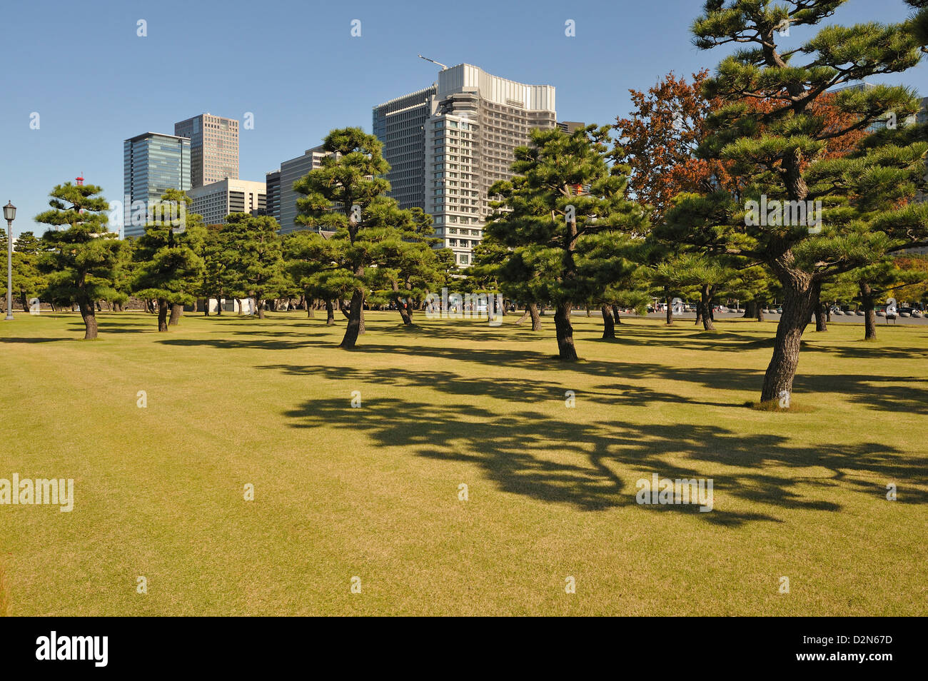 Hibiya Park with pine-trees and modern office blocks behind, Tokyo ...
