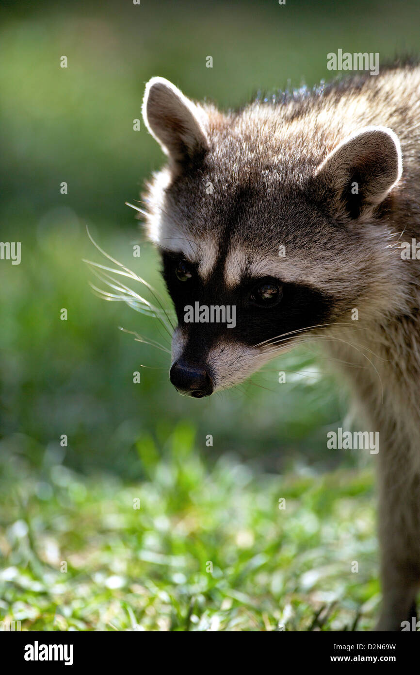 Portrait of common raccoon (Procyon lotor), Bearizona Wildlife Park ...