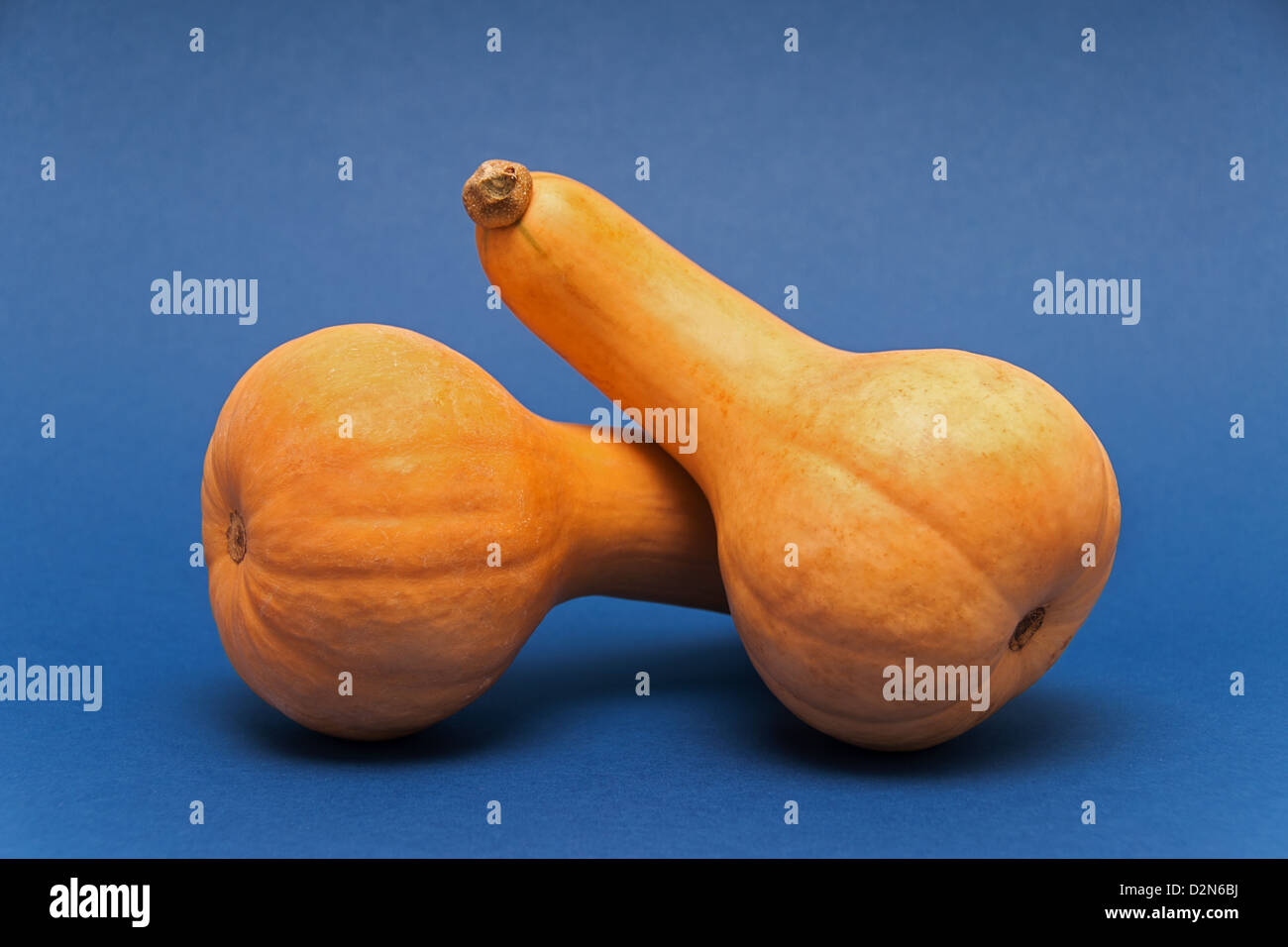 Two butternut squash on a blue background Stock Photo - Alamy