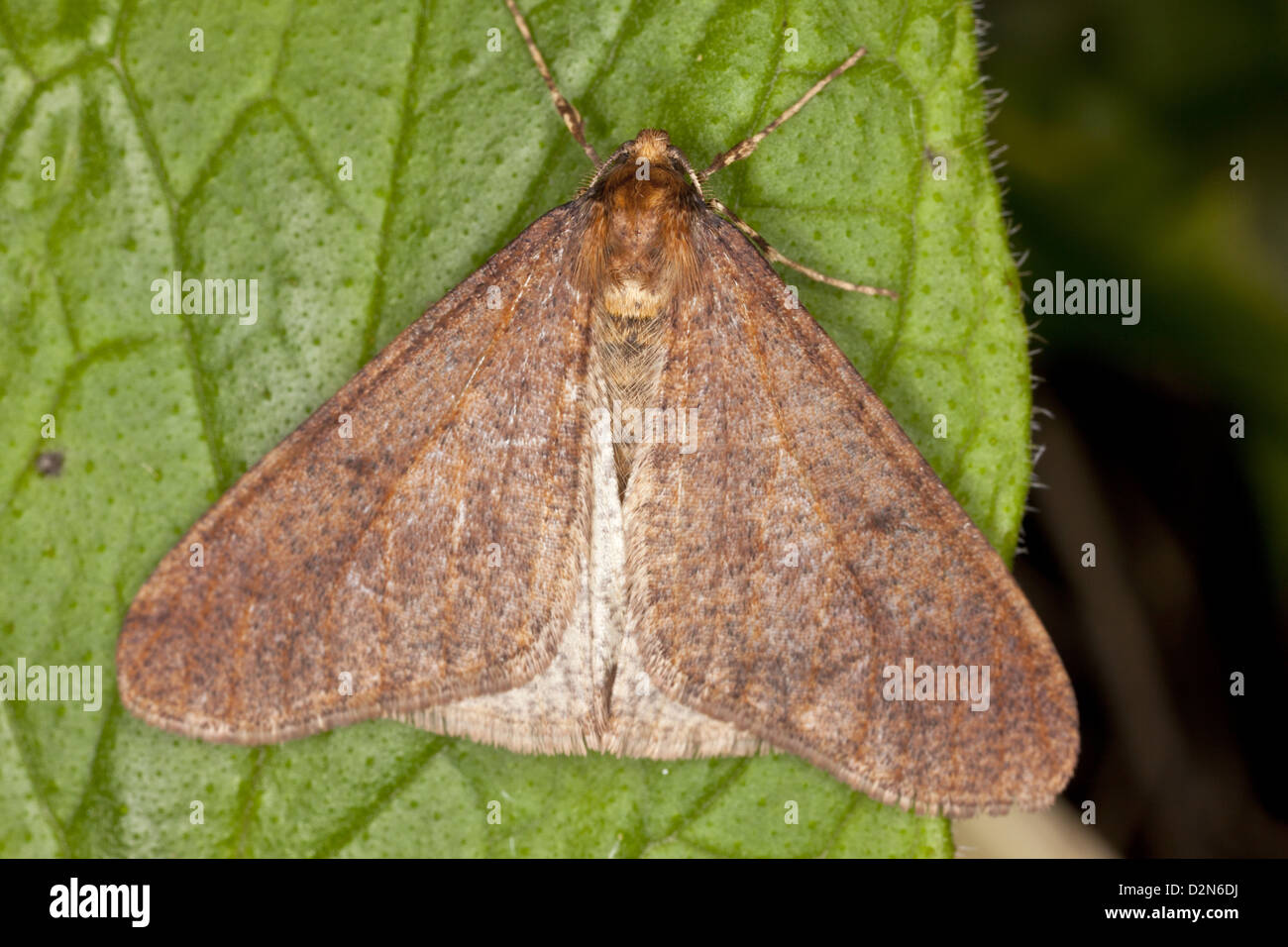 Male Winter moth (Operophtera brumata) dark form, close-up Stock Photo ...