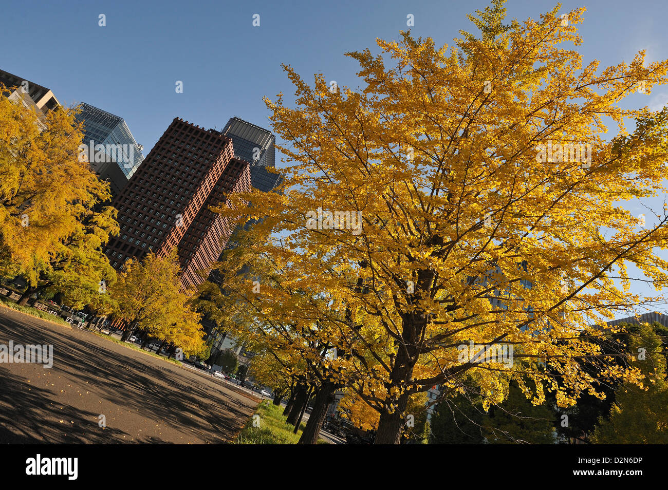 Ginko tree hi-res stock photography and images - Alamy
