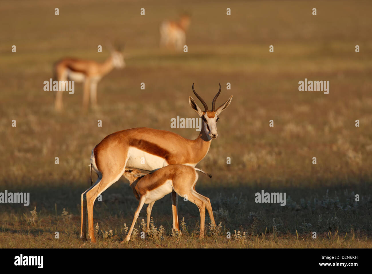 Springbock, springbuck, springbok, Antidorcas marsupiallis, marsupialis ...
