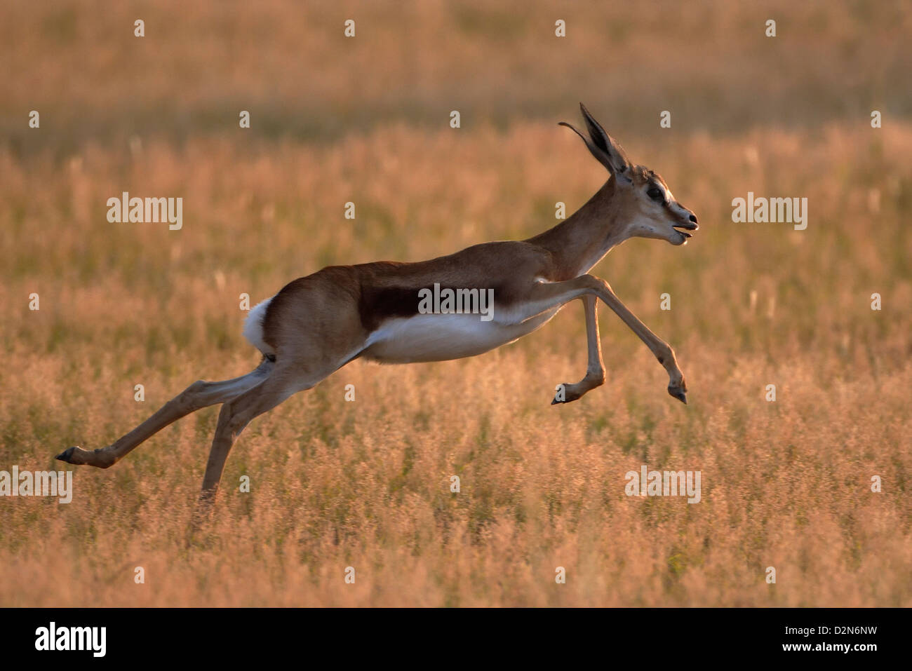 Young Springbock, springbuck, springbok, Antidorcas marsupiallis ...