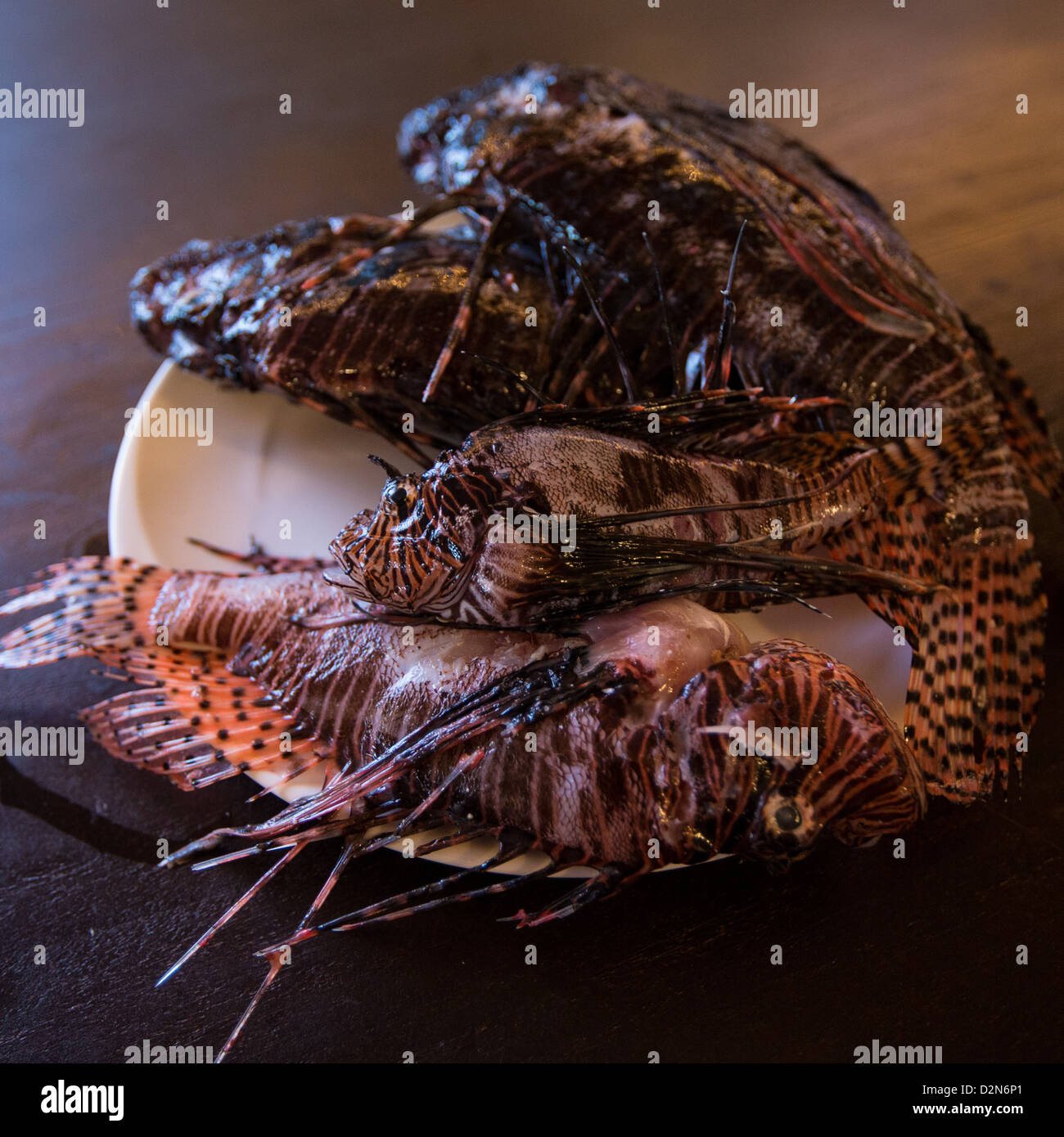Lion fish plate hi-res stock photography and images - Alamy