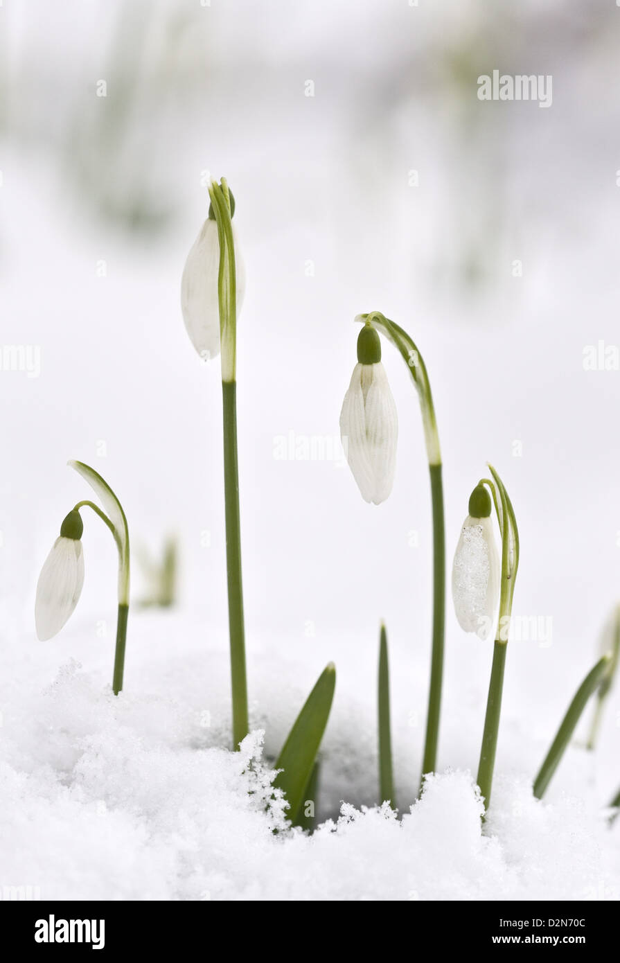 Late Winter Early Spring Wallpaper