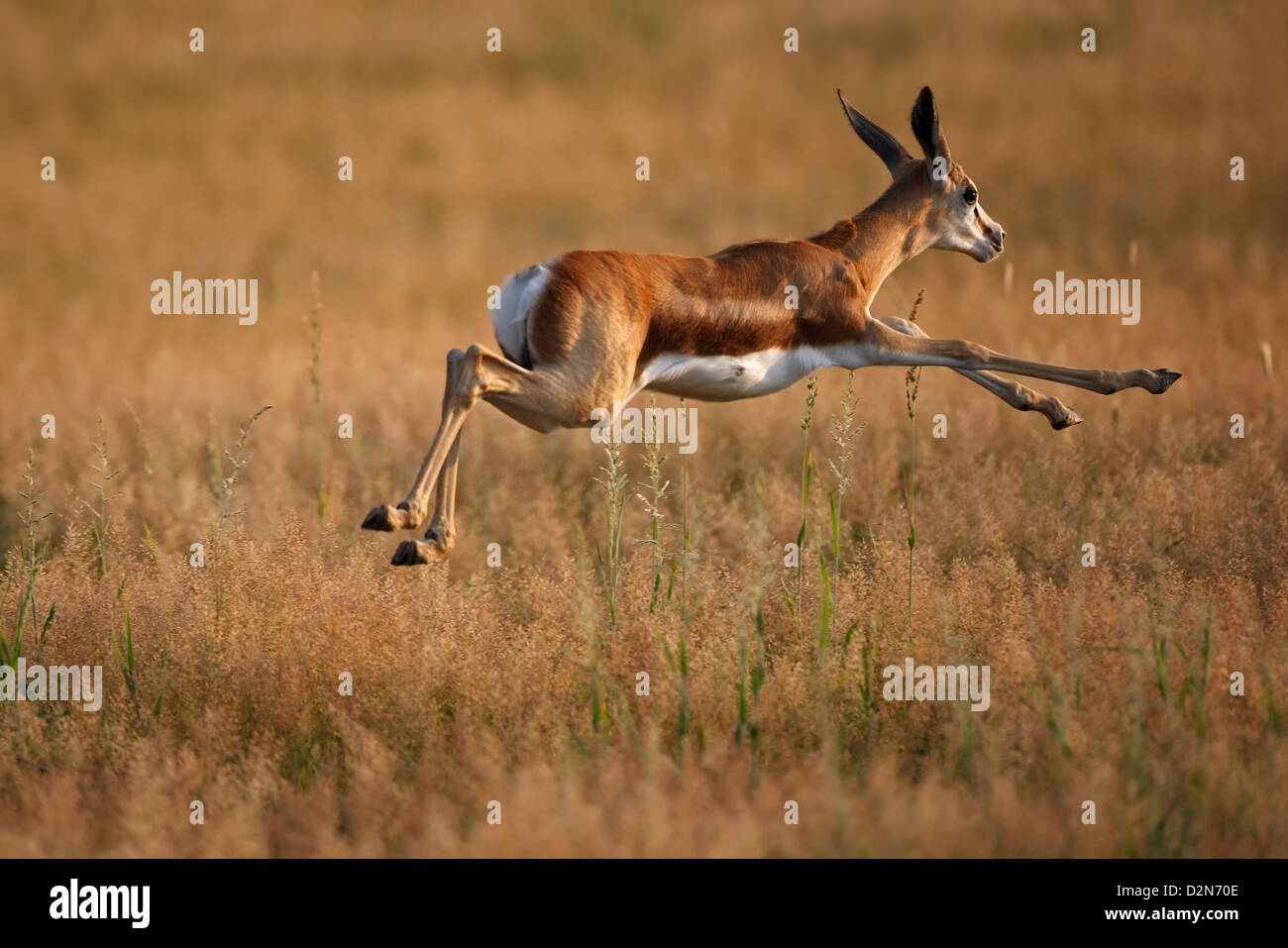Springbuck High Resolution Stock Photography and Images - Alamy