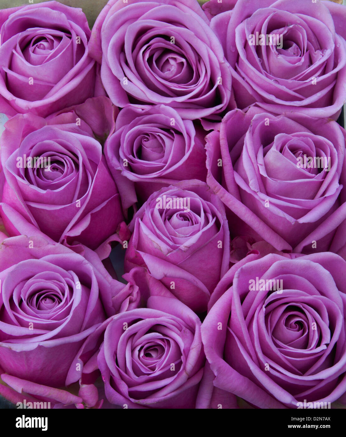 Roses bunch hi-res stock photography and images - Alamy