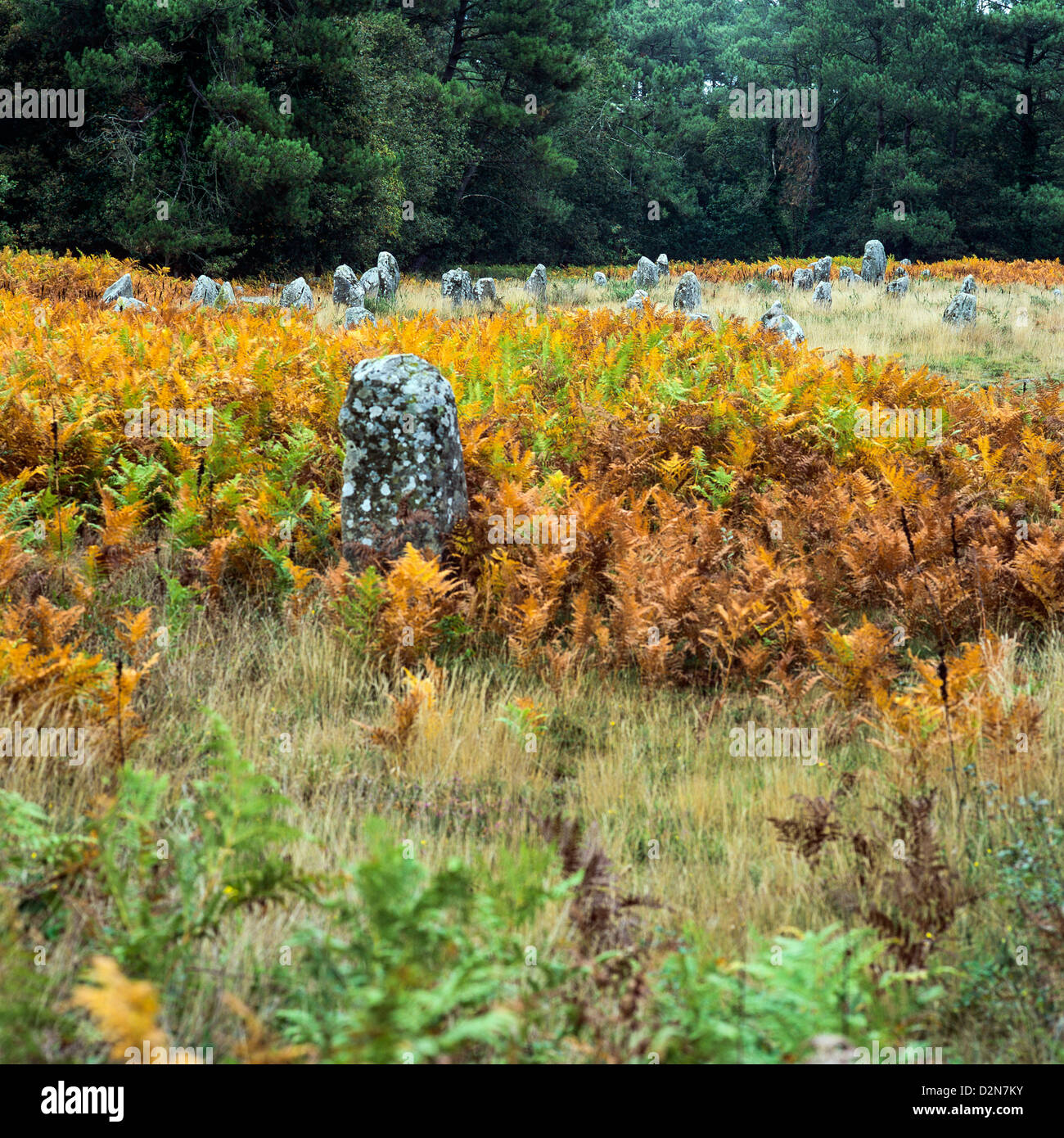 Standing stones alignment Carnac Brittany France Europe Stock Photo - Alamy