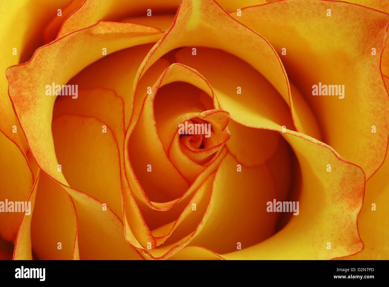 Rose layers macro hi-res stock photography and images - Alamy