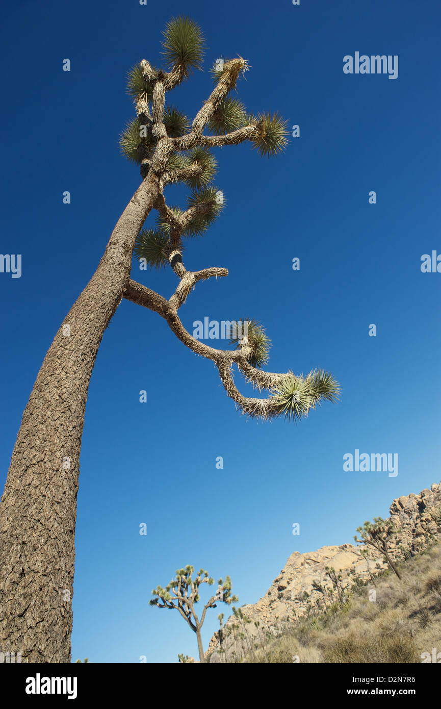 Joshua Tree in the Mojave desert Stock Photo - Alamy