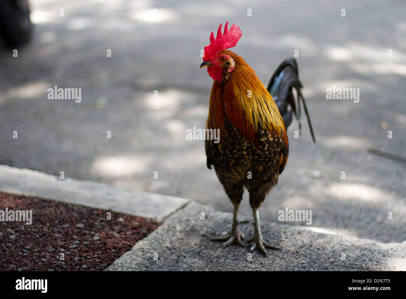 Wild rooster in Key West Florida Stock Photo - Alamy