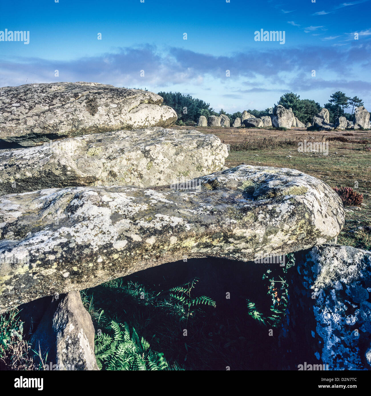 Standing stones alignment Carnac Brittany France Stock Photo - Alamy