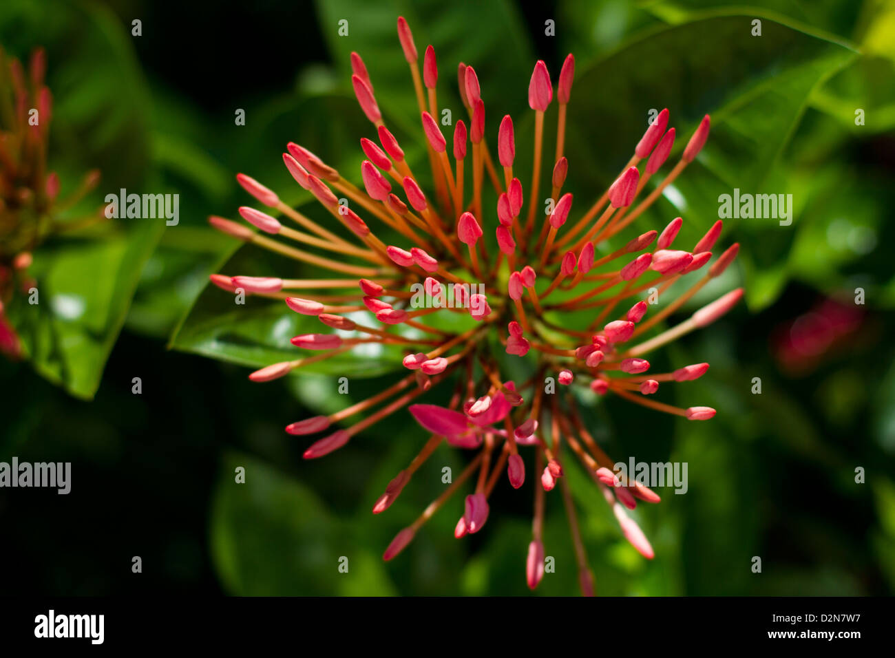 Beautiful flowers of key west Stock Photo - Alamy