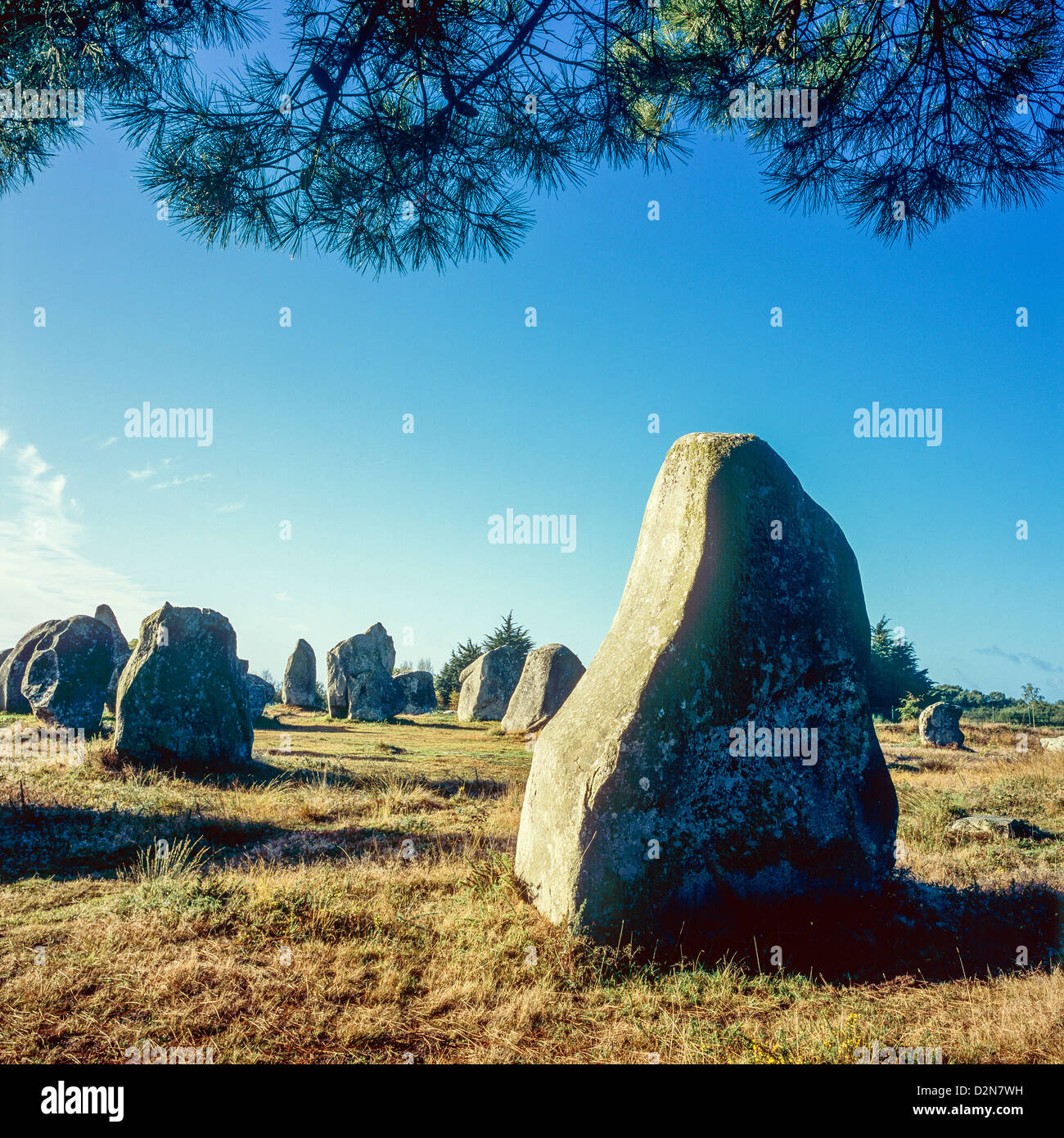 Menhirs standing stones alignment , Menhir neolithic period, Carnac ...