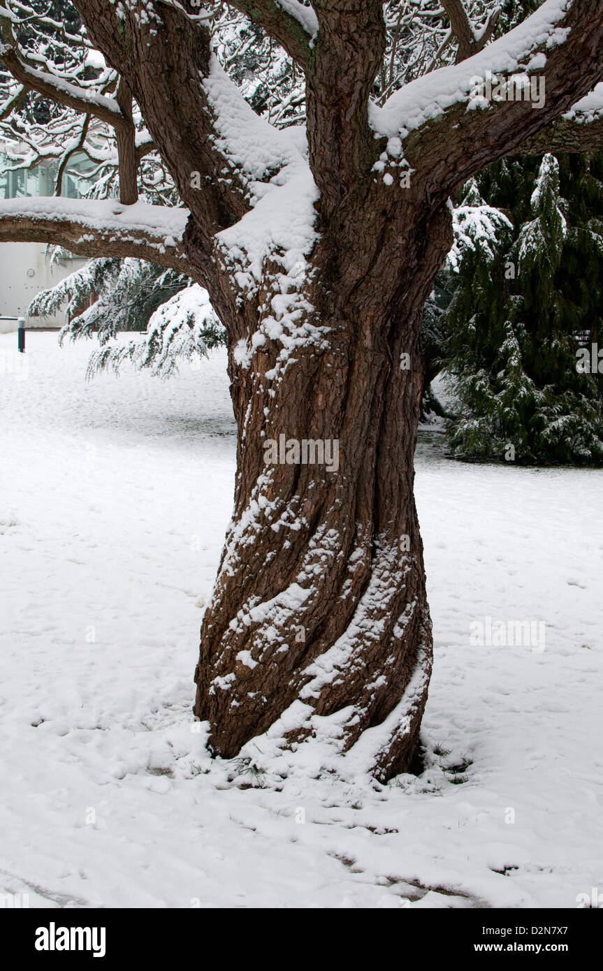 Twisted tree trunk hi-res stock photography and images - Alamy