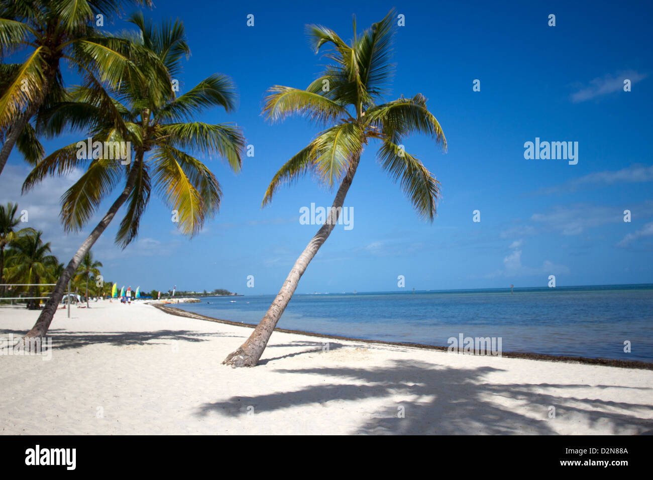 Palm Trees in Key West Stock Photo - Alamy