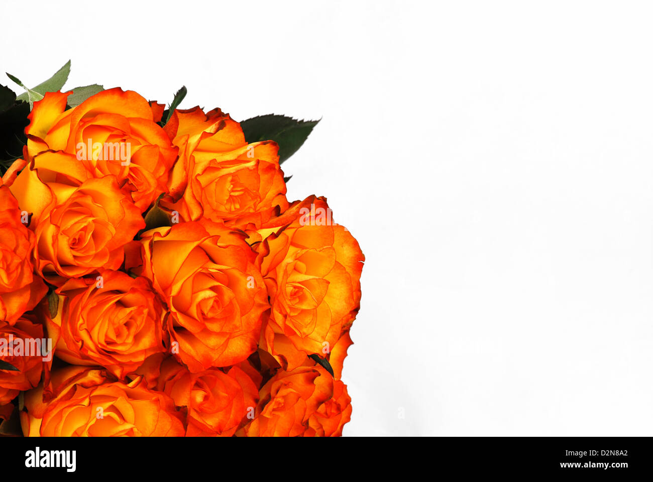 Orange roses background isolated on the white Stock Photo - Alamy