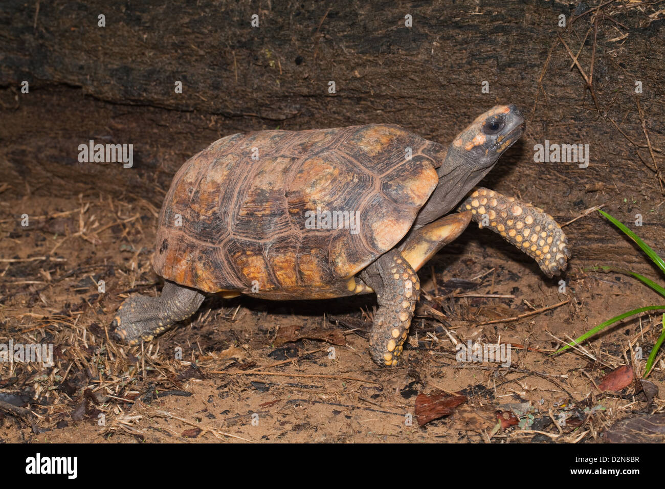 Brazilian tortoise hi-res stock photography and images - Alamy