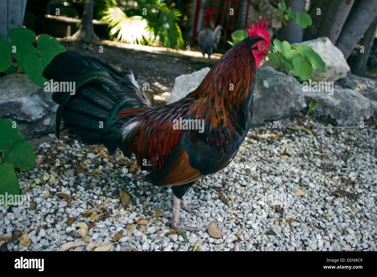 Stray feathers hi-res stock photography and images - Alamy
