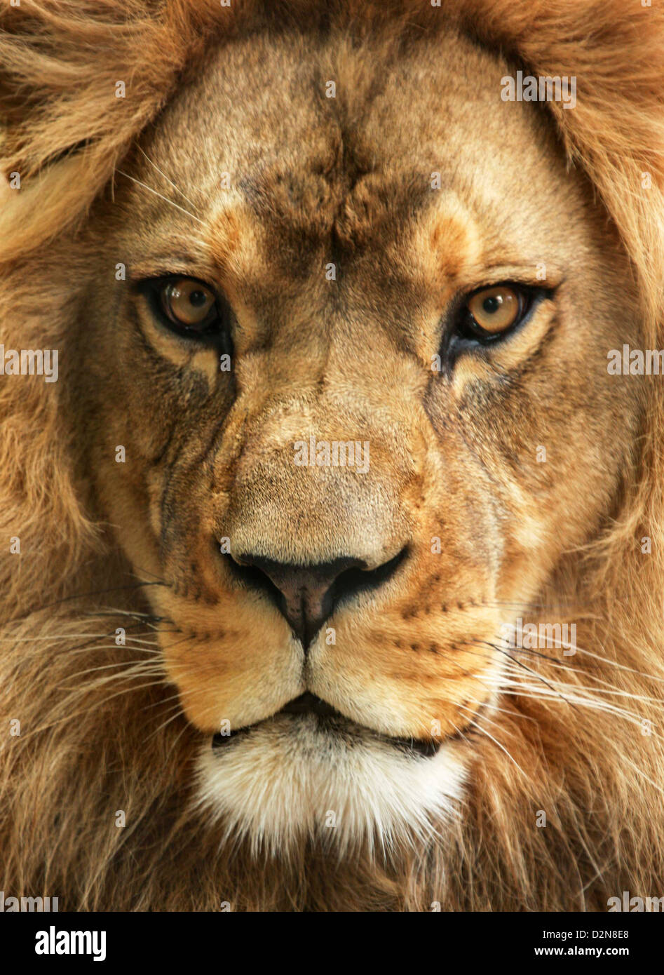 Barbary lion atlas hi-res stock photography and images - Alamy