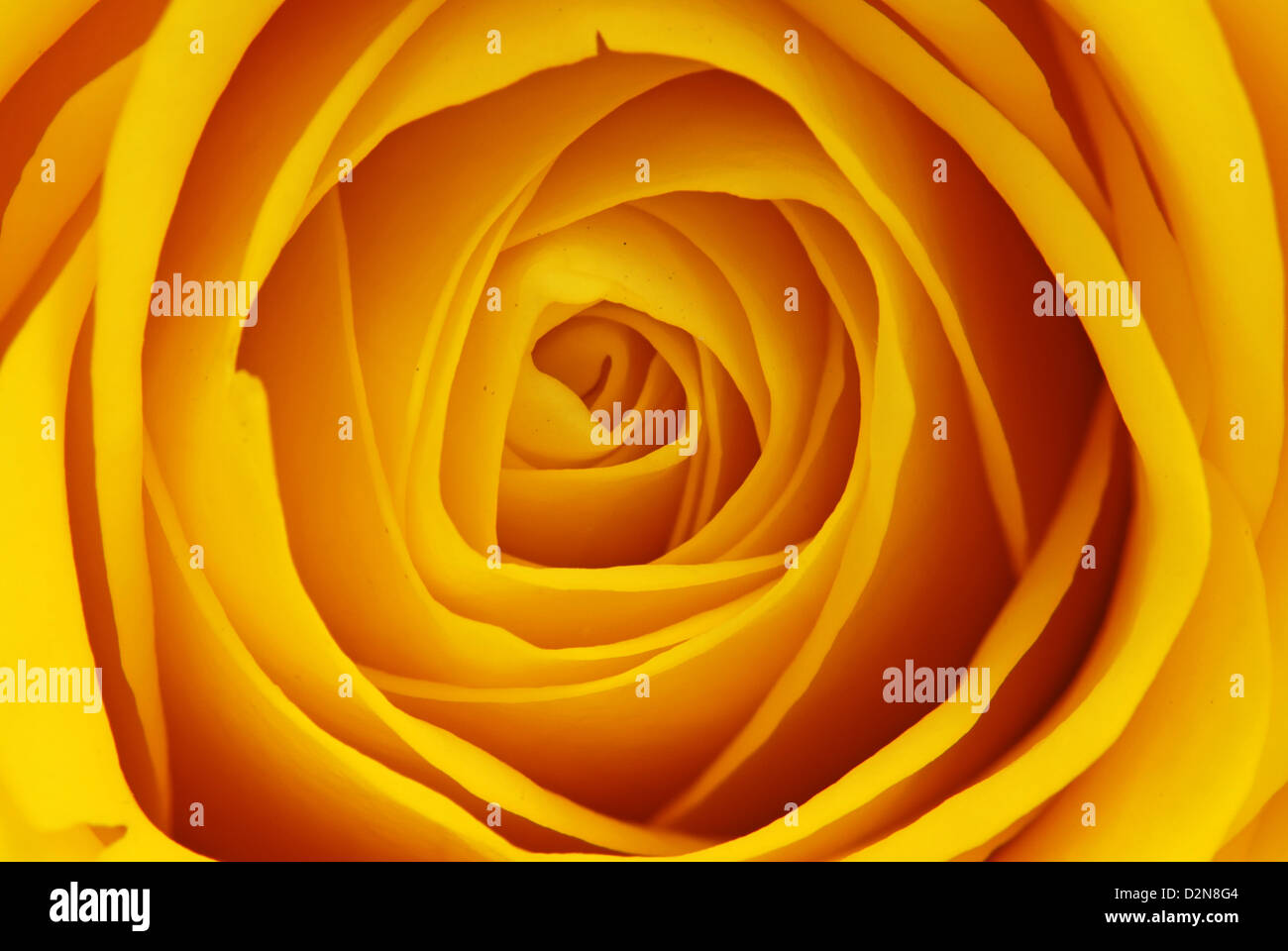 Rose layers macro hi-res stock photography and images - Alamy