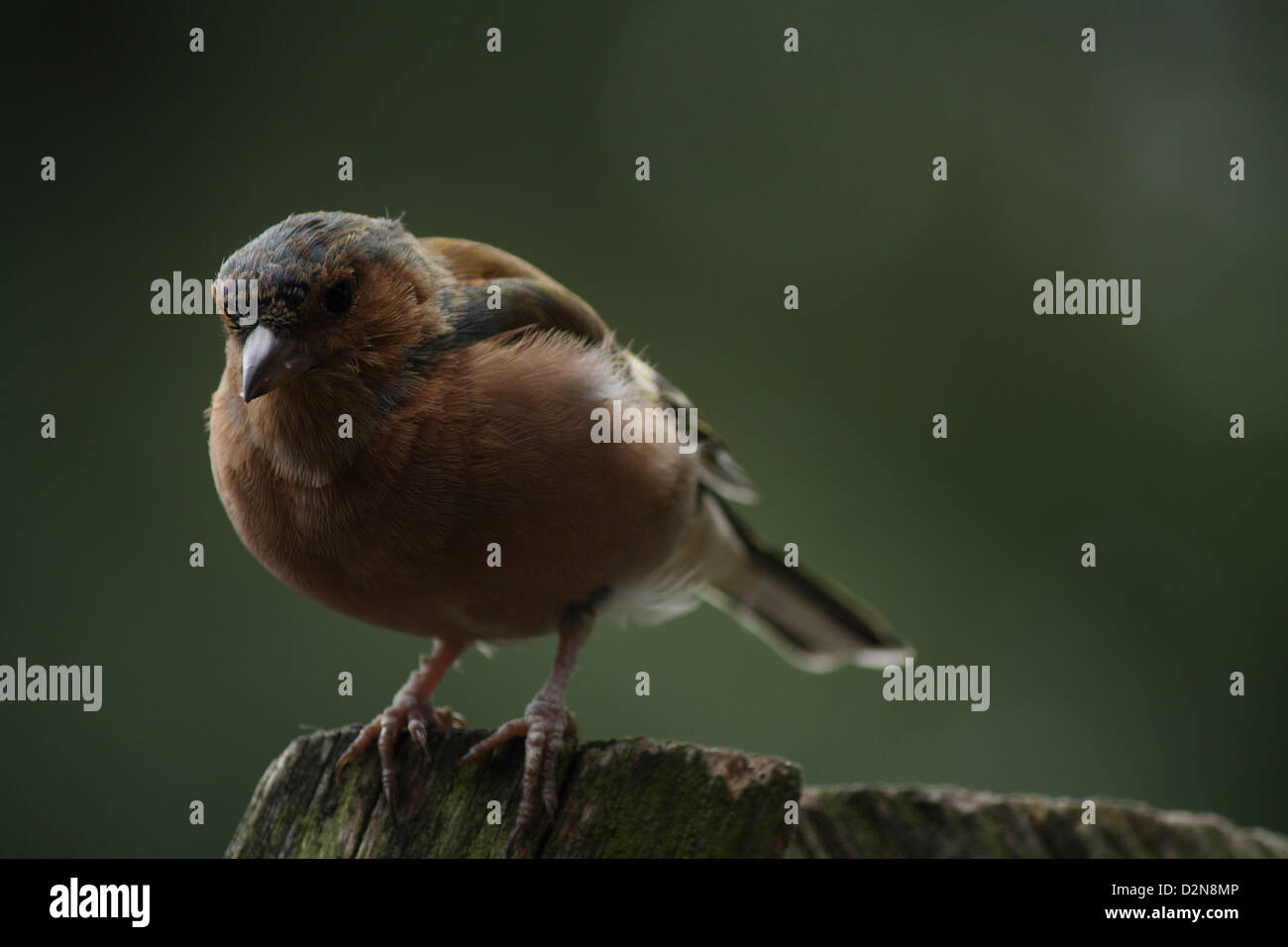 Bird standing on wood Stock Photo - Alamy