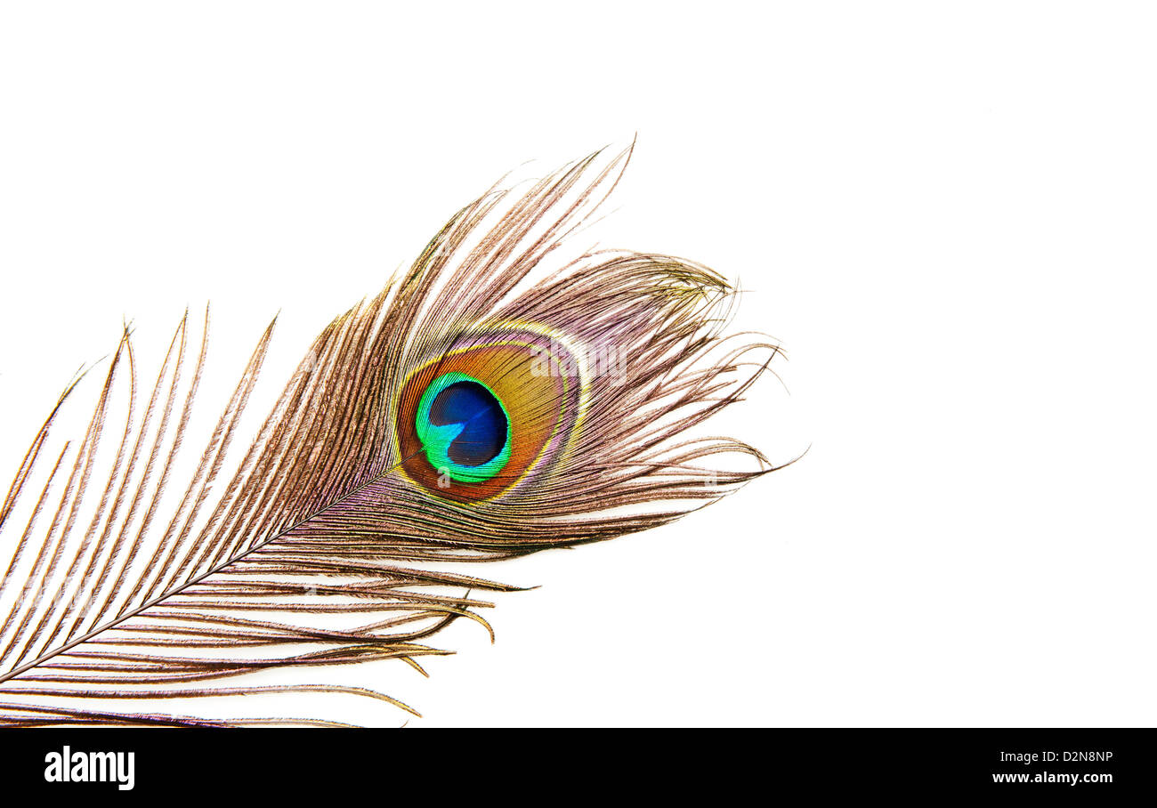 Detailed photo of a beautiful vivid peacock feather isolated on white ...