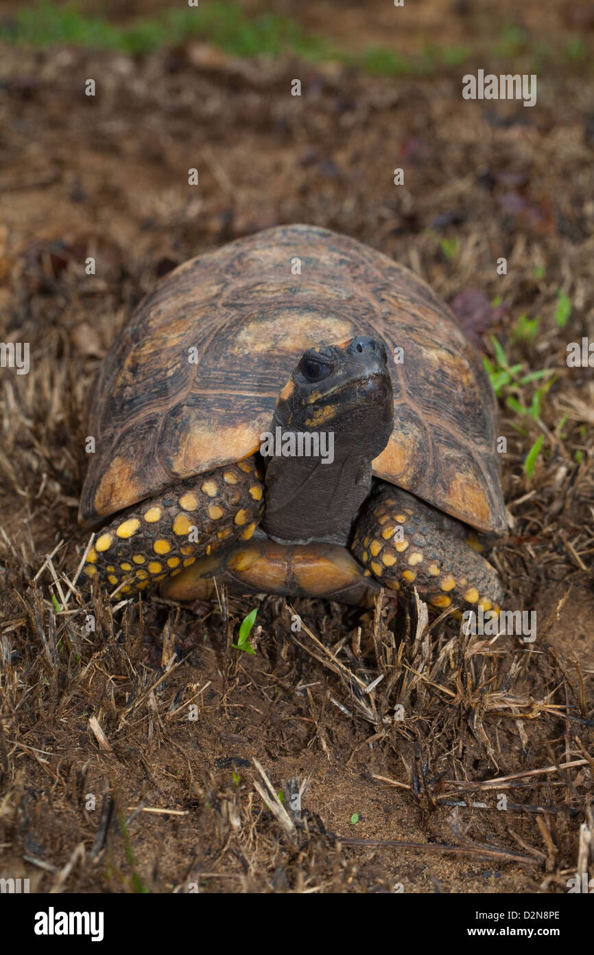 Guyana rainforest hi-res stock photography and images - Alamy