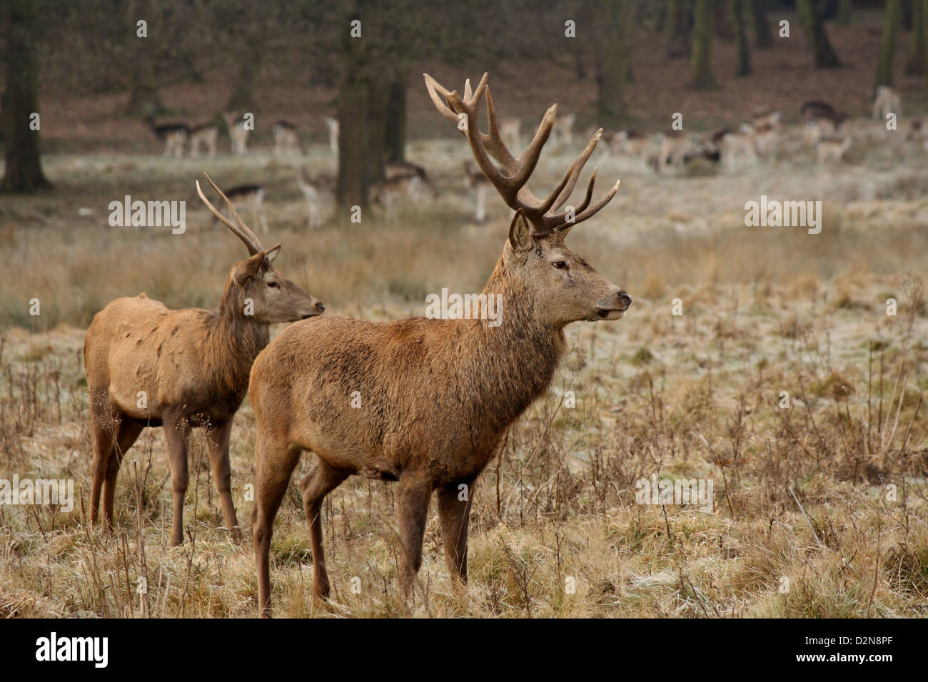 Two deers together in a field Stock Photo - Alamy