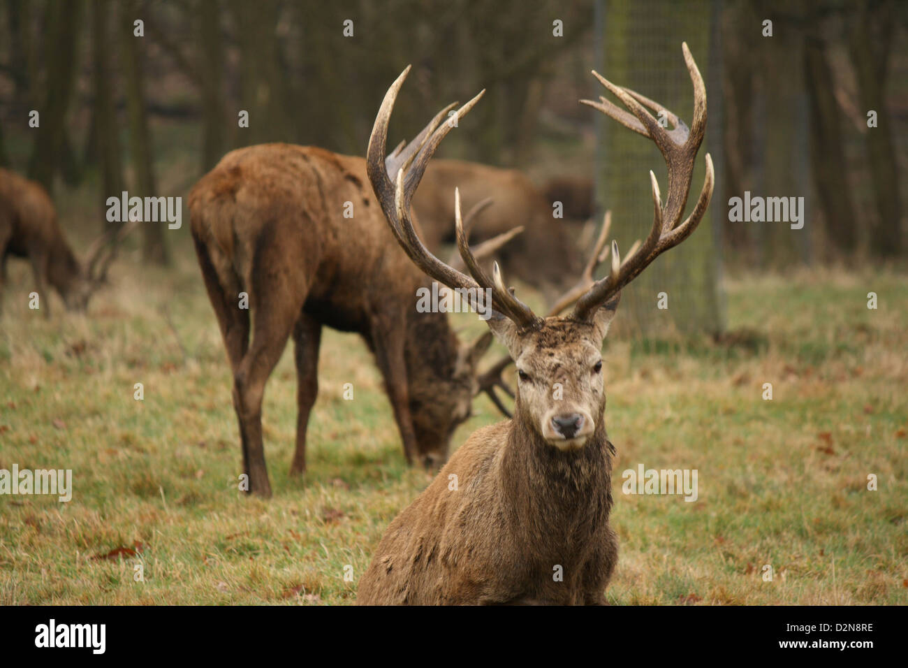 Visit deer hi-res stock photography and images - Alamy
